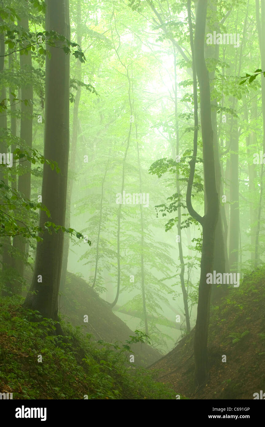 Beautiful beech tree forest hi-res stock photography and images - Alamy