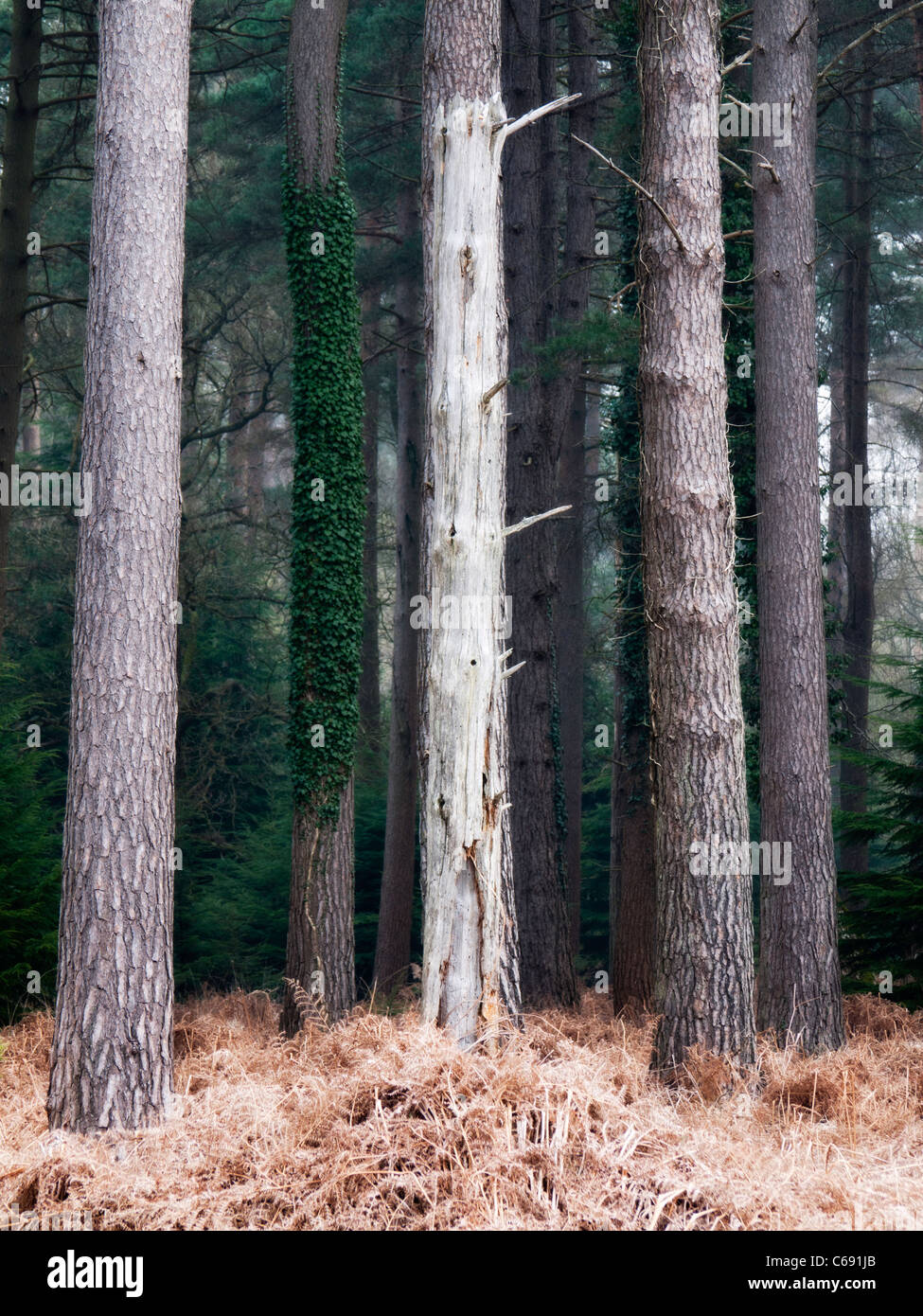 Pine tree trunks in the New Forest Stock Photo - Alamy