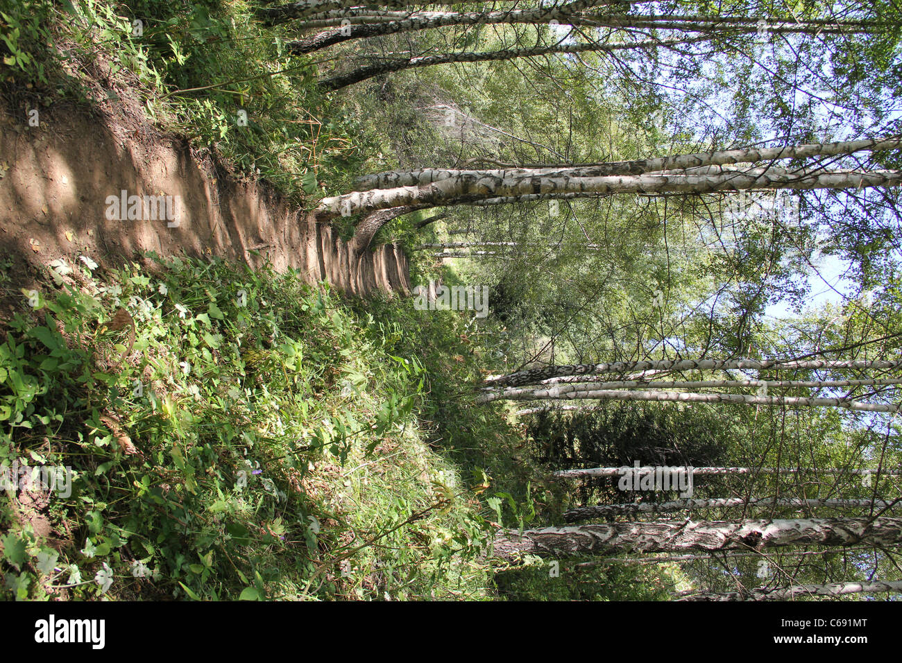 Woods trees nature landscape hi-res stock photography and images - Alamy