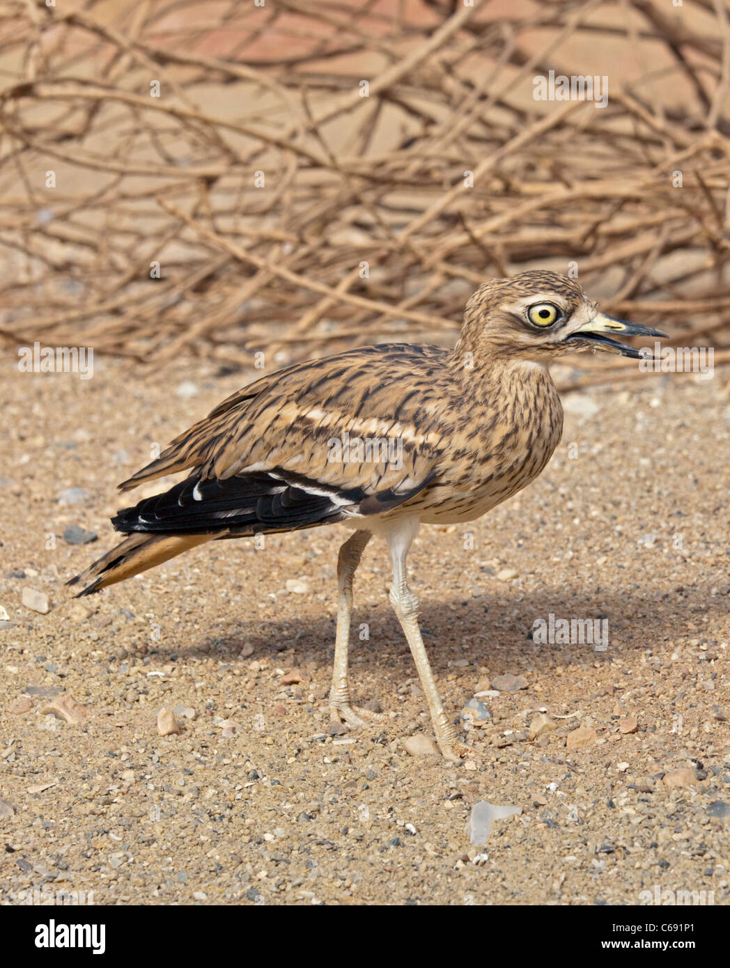 Dikkops or thick knees burhinus oedicnemus hi-res stock photography and ...