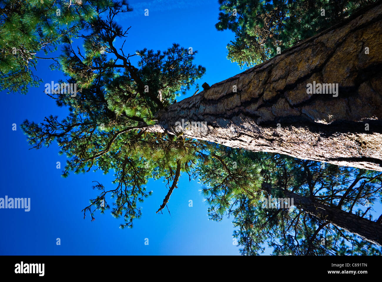 Pine Tree to the Sky Stock Photo - Alamy