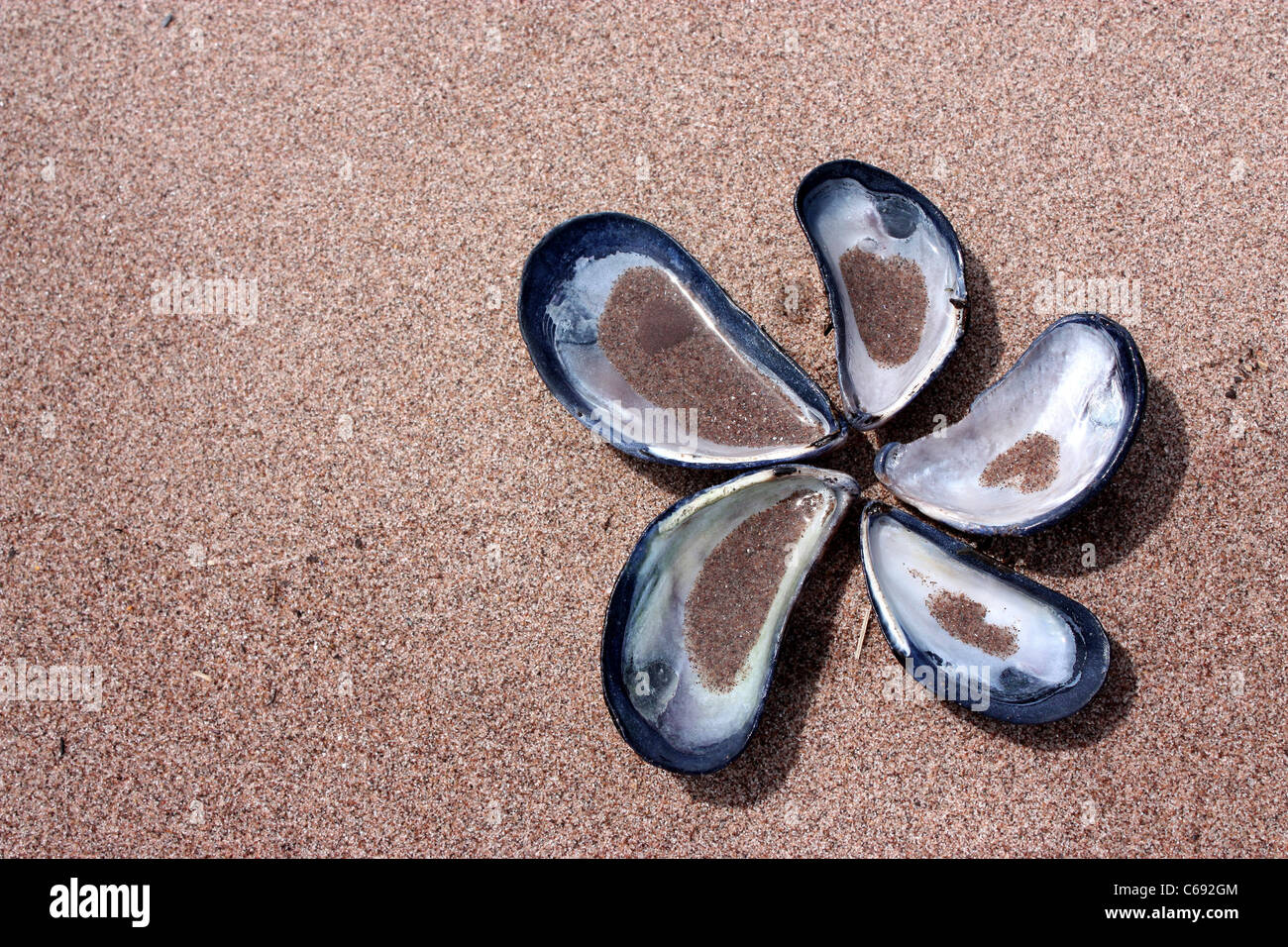 Flower clams hi-res stock photography and images - Alamy