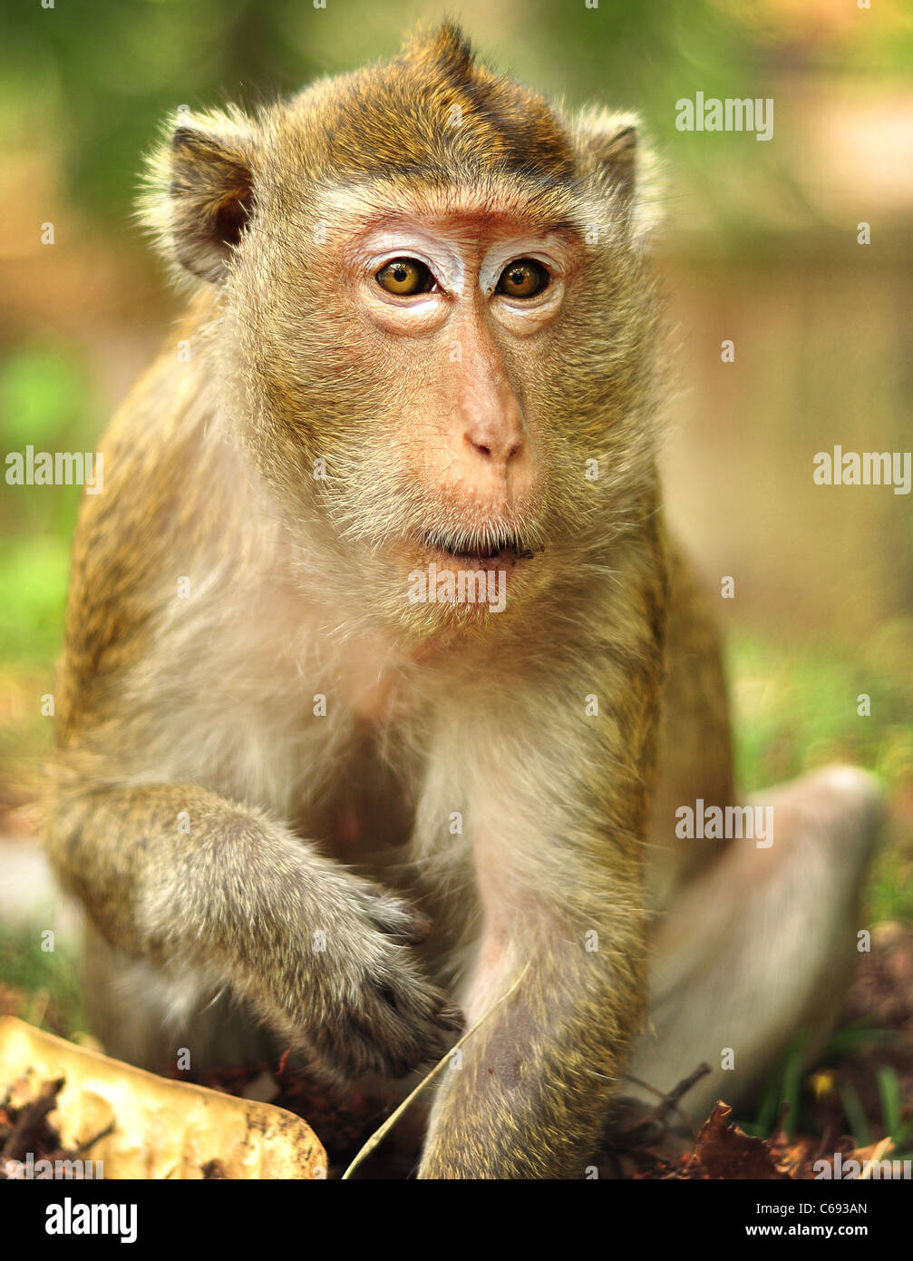 A macaque monkey looks up from his meal Stock Photo - Alamy