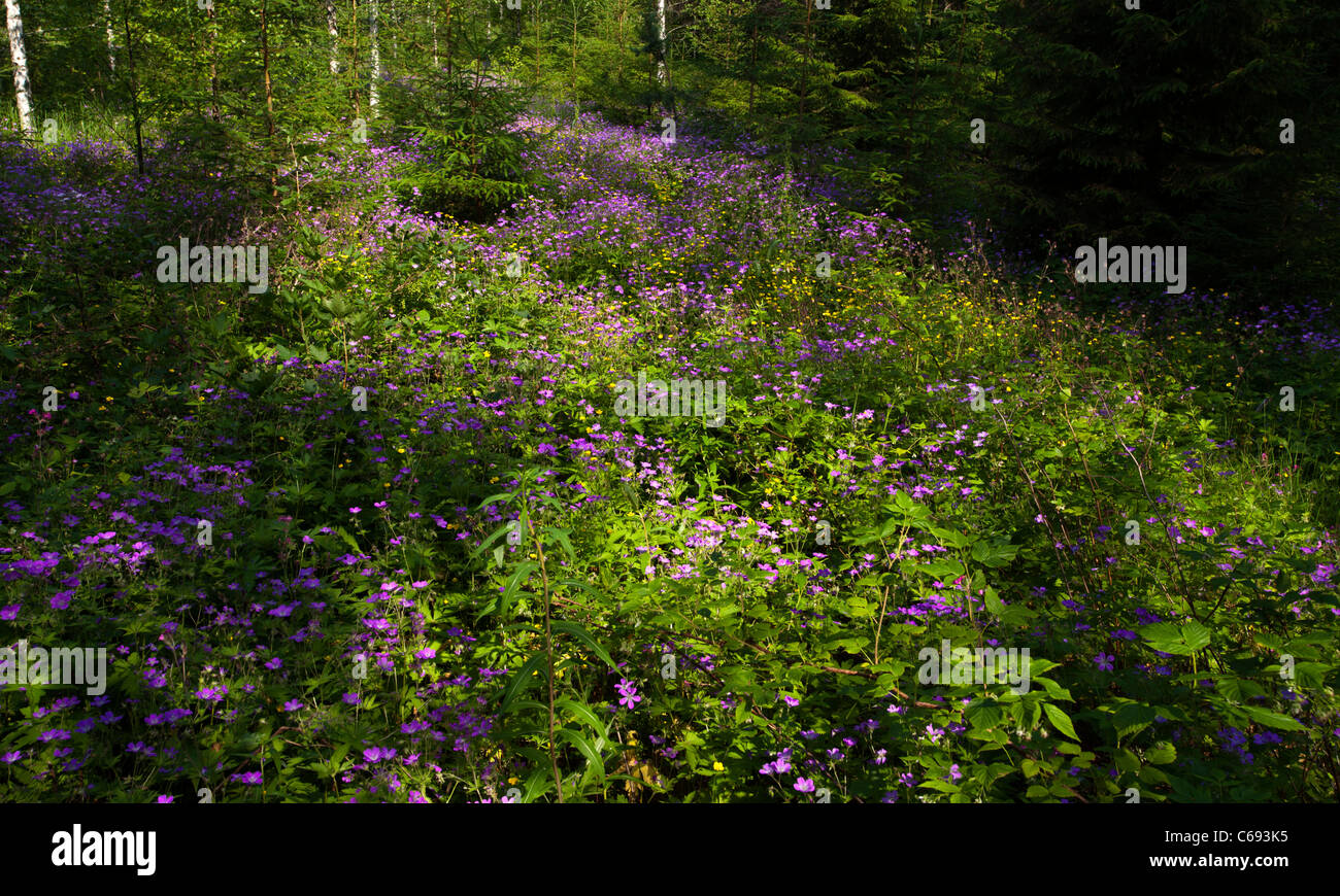 Wildflowers growing in the forest , Finland Stock Photo - Alamy