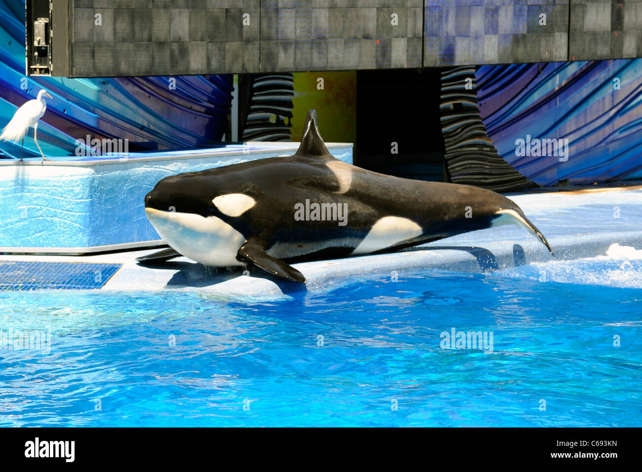 Sea World Adventure Theme Park Orlando Florida Shamu Killer whale Stock ...