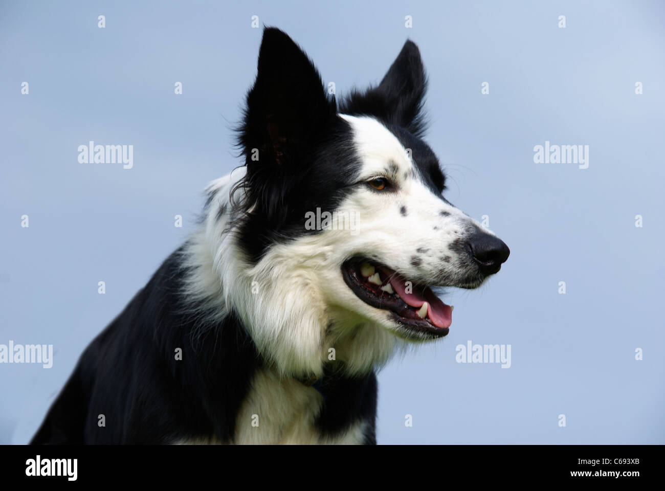 Ireland border collie hi-res stock photography and images - Alamy