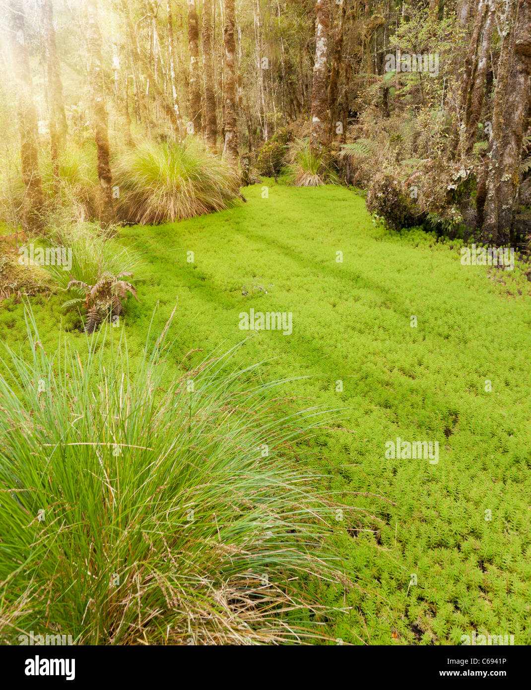 Rays forest new zealand hi-res stock photography and images - Alamy