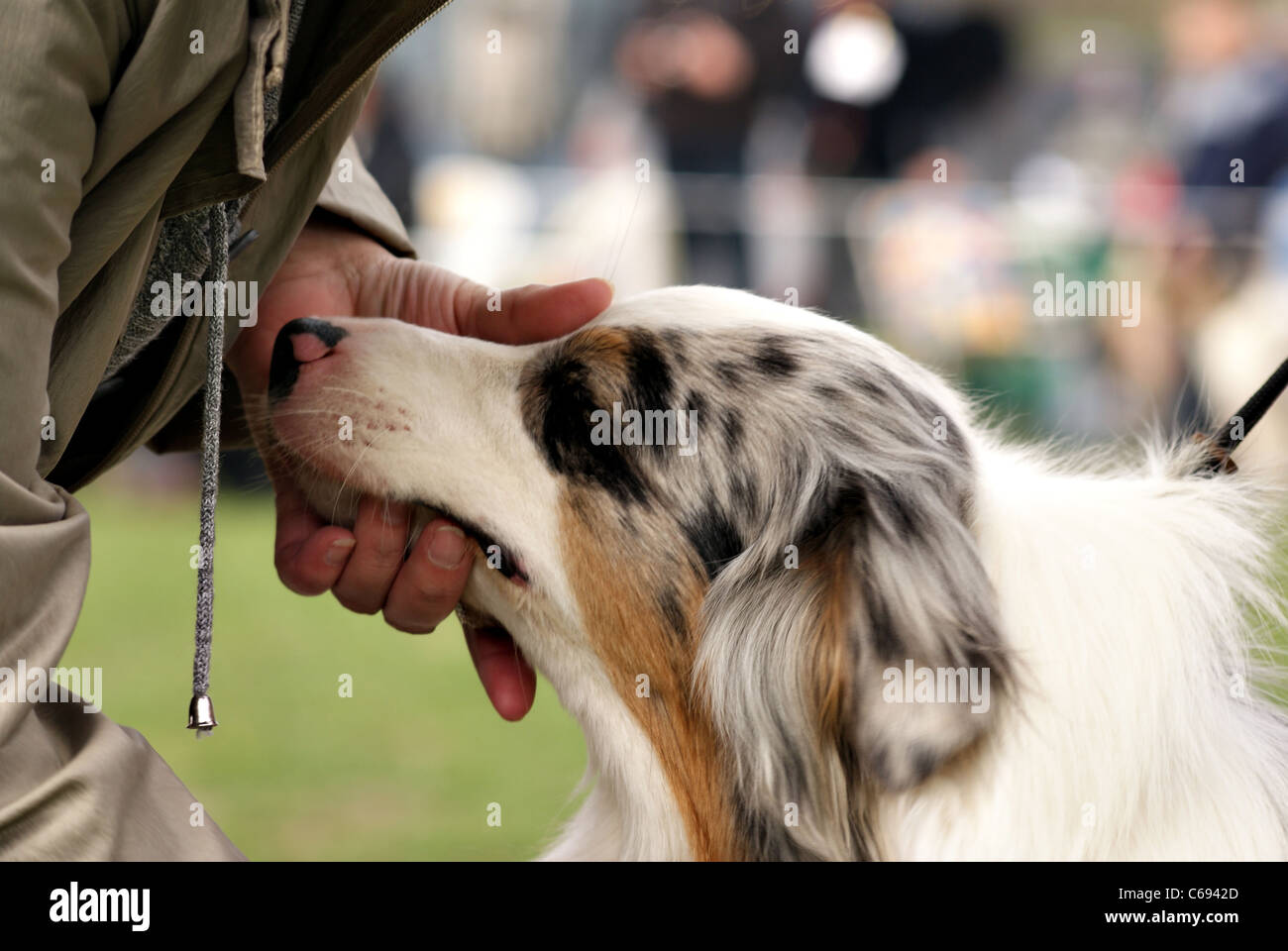 Dog with masters hands on the championship Stock Photo - Alamy
