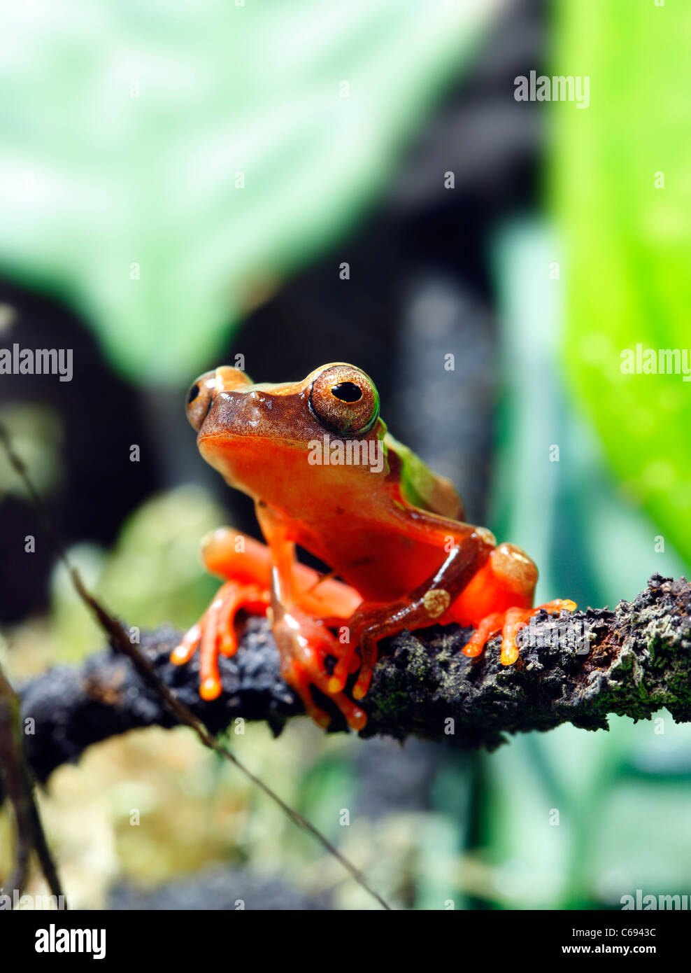 A colorful Clown Tree Frog sits on a vine in the jungle Stock Photo - Alamy