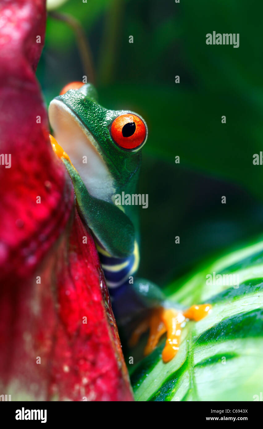 A beautiful colorful Red Eyed Tree Frog Stock Photo - Alamy
