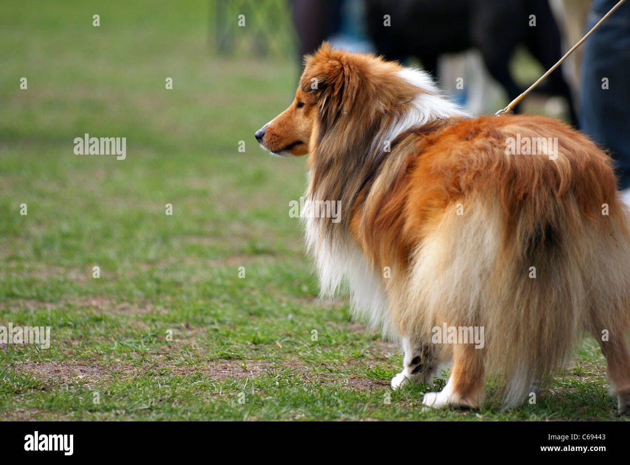 The photography of pedigree Sheltie on the champion expo. Taken on 2011 ...