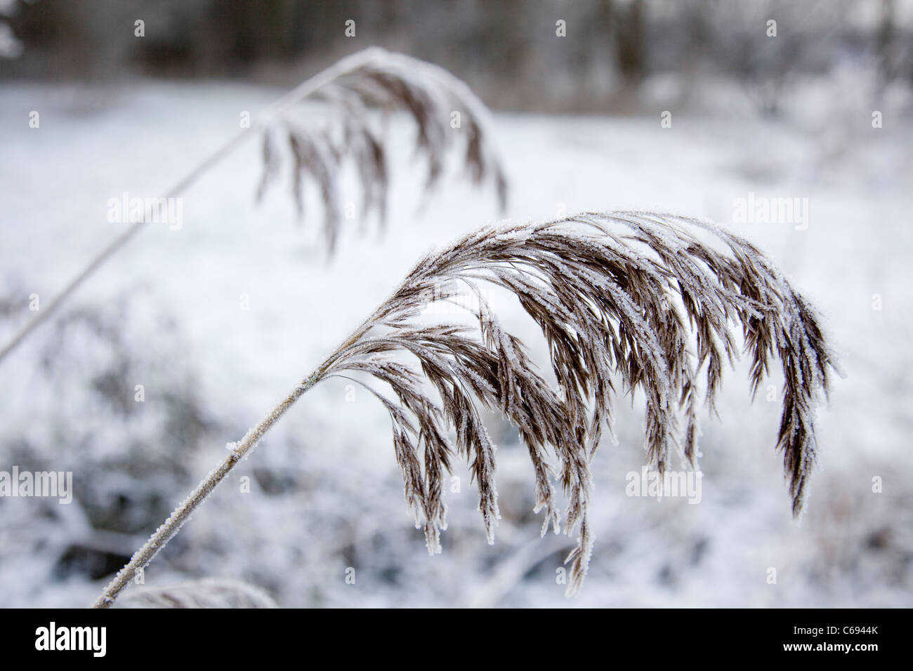 Norfolk Reed in winter Stock Photo - Alamy