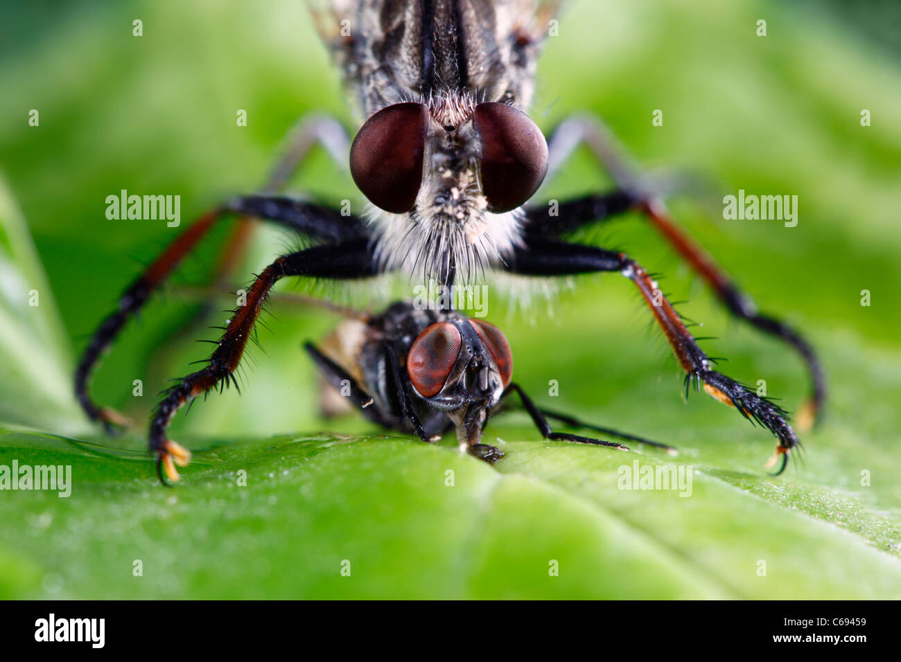 Robber fly with captured prey Stock Photo - Alamy