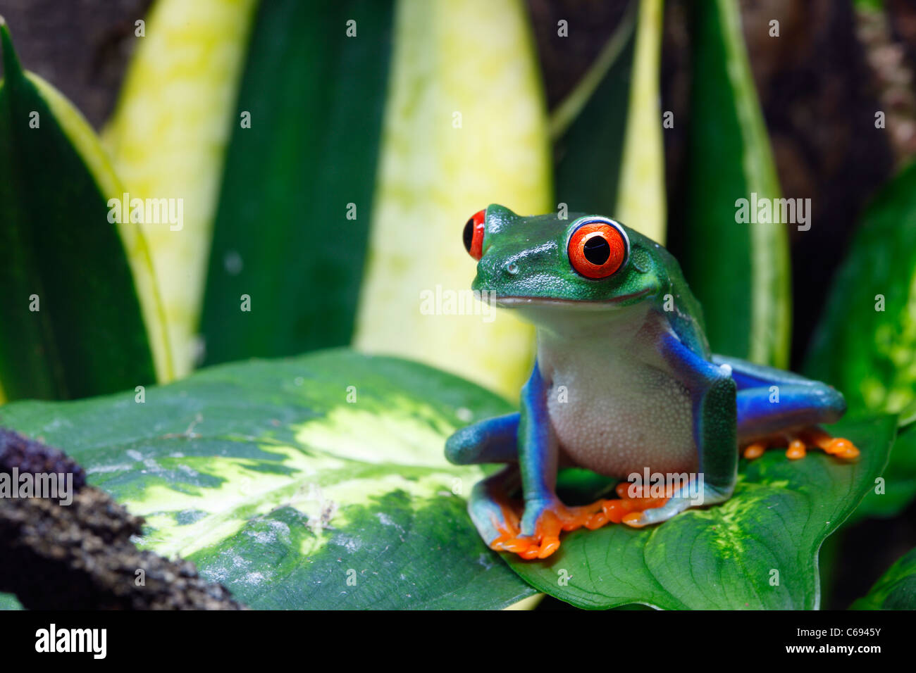 Smiling Red-Eyed Tree Frog Stock Photo - Alamy