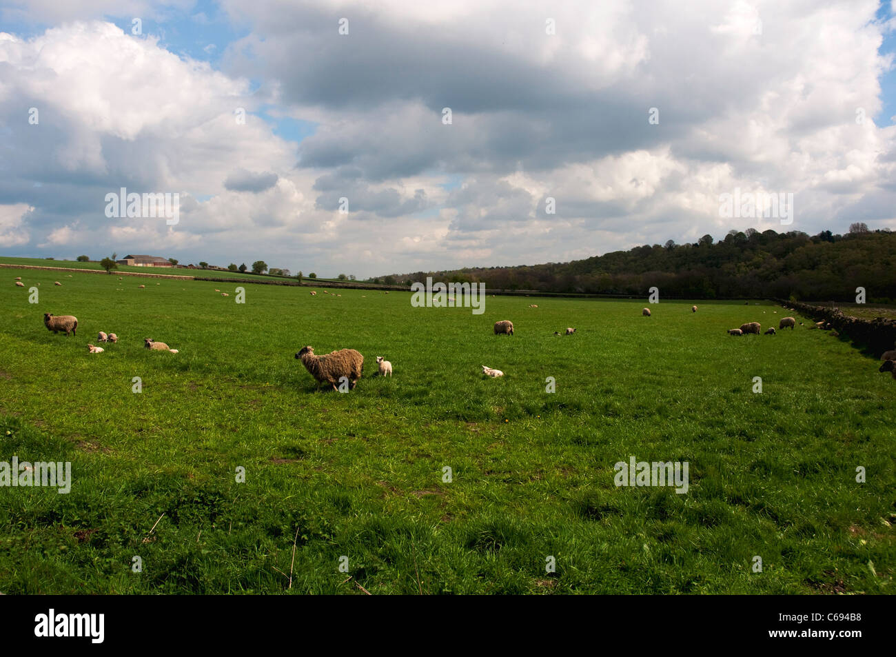 English Sheep Field Stock Photo - Alamy