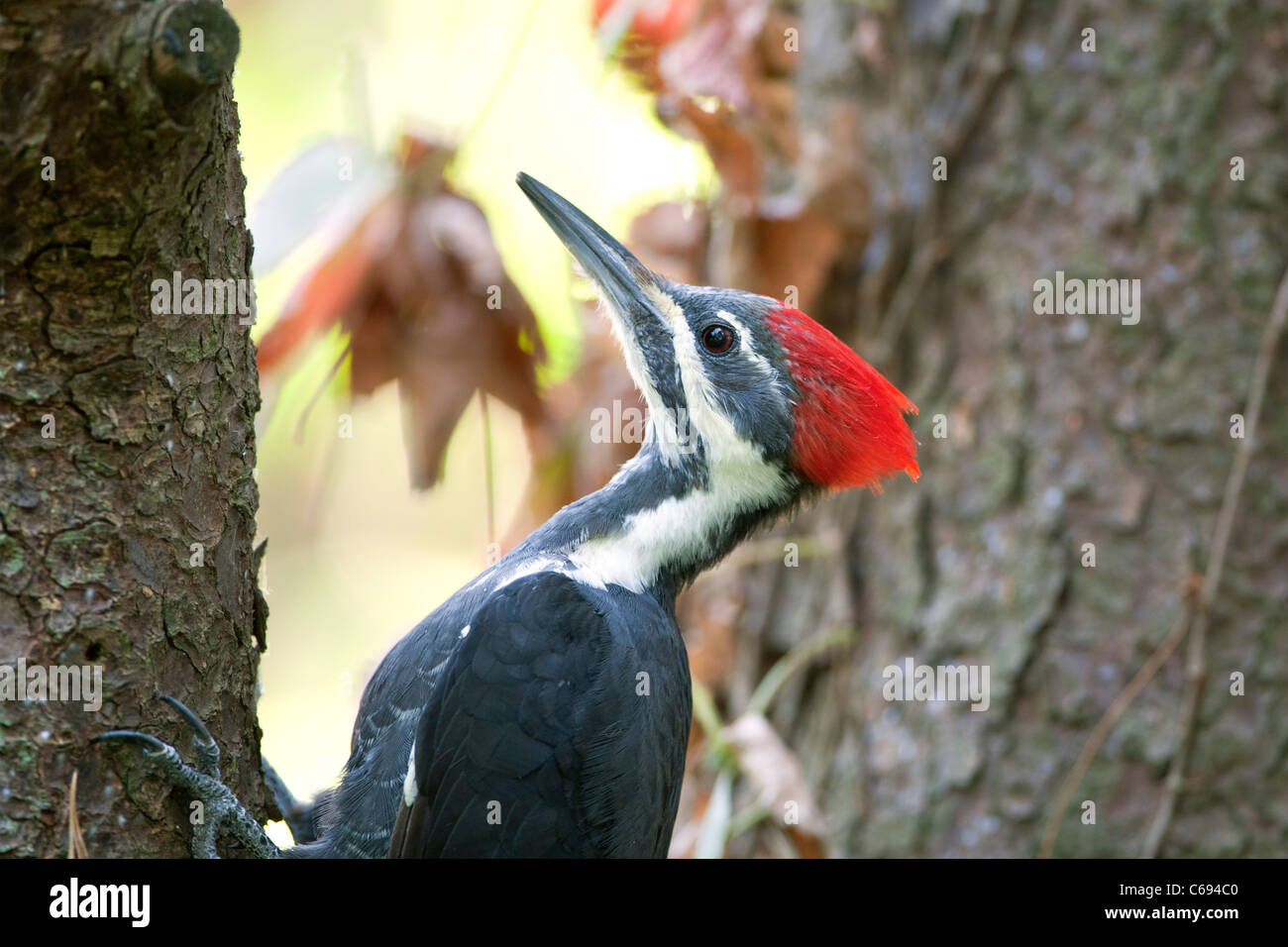 Female Pileated Woodpecker Stock Photo - Alamy