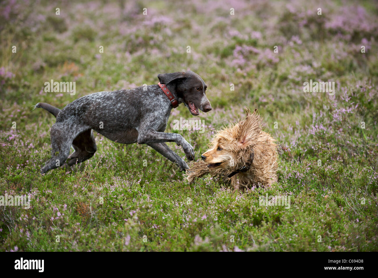 A German Pointer playing in the heather with a Spaniel Stock Photo - Alamy