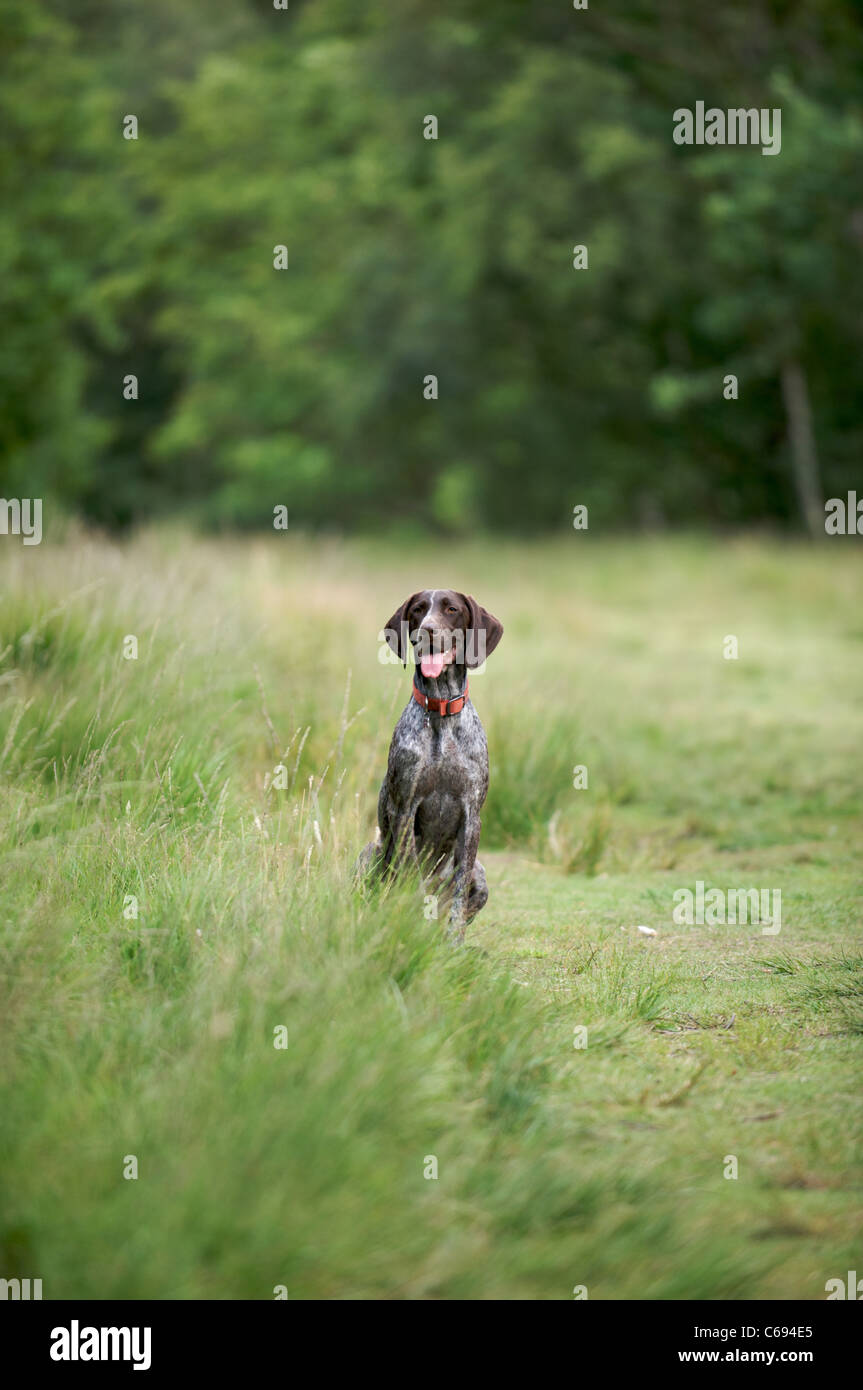 A German Pointer working Stock Photo - Alamy
