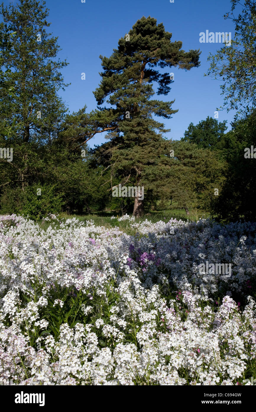 Dames Violet (Hesperis matronalis) in flower on marsh landscape in ...