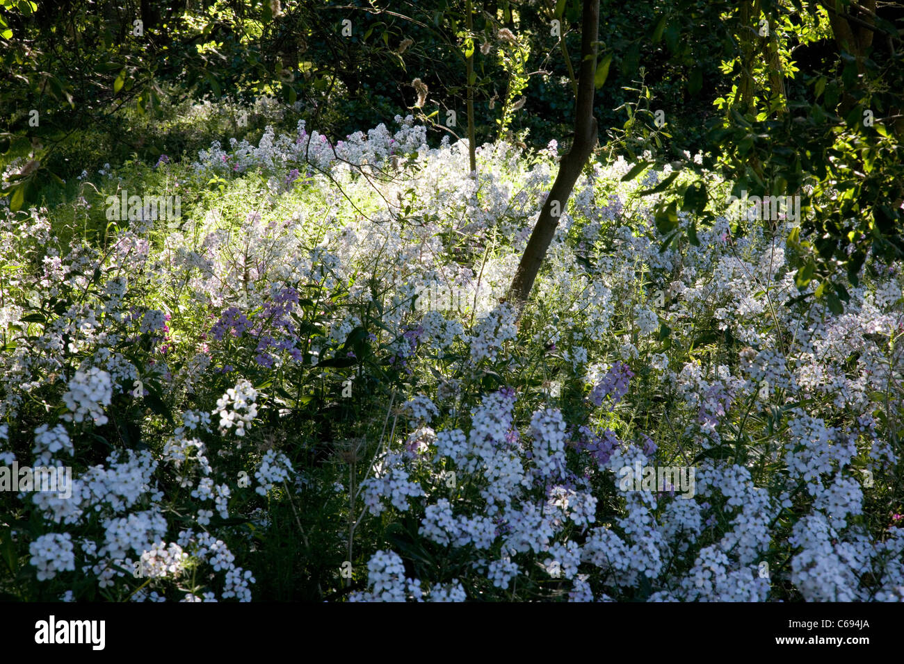Dames Violet (Hesperis matronalis) in flower on marsh landscape in ...