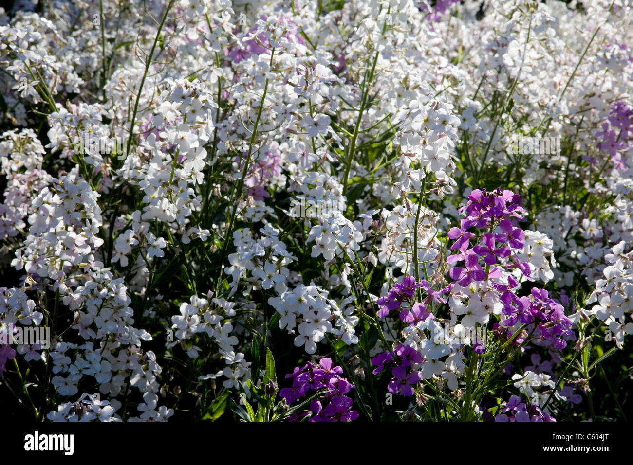 Damask Violet High Resolution Stock Photography and Images - Alamy