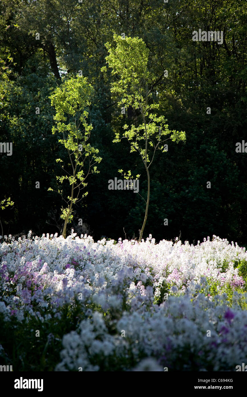 Dames Violet (Hesperis matronalis) in flower on marsh landscape in ...