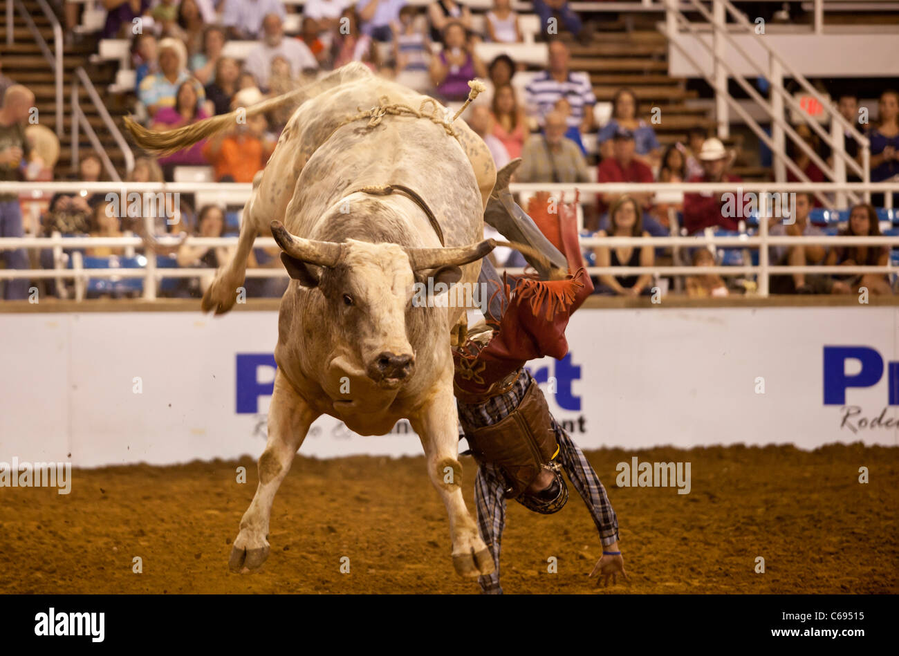 Rodeo Cowboy bull riding at the Mesquite Championship Rodeo, Mesquite ...