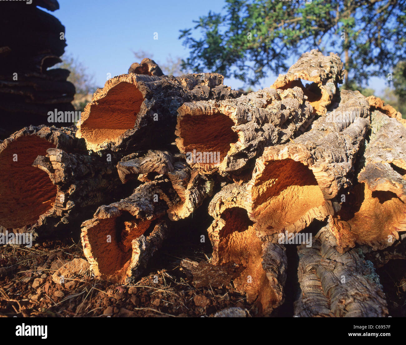 Cambiu hi-res stock photography and images - Alamy