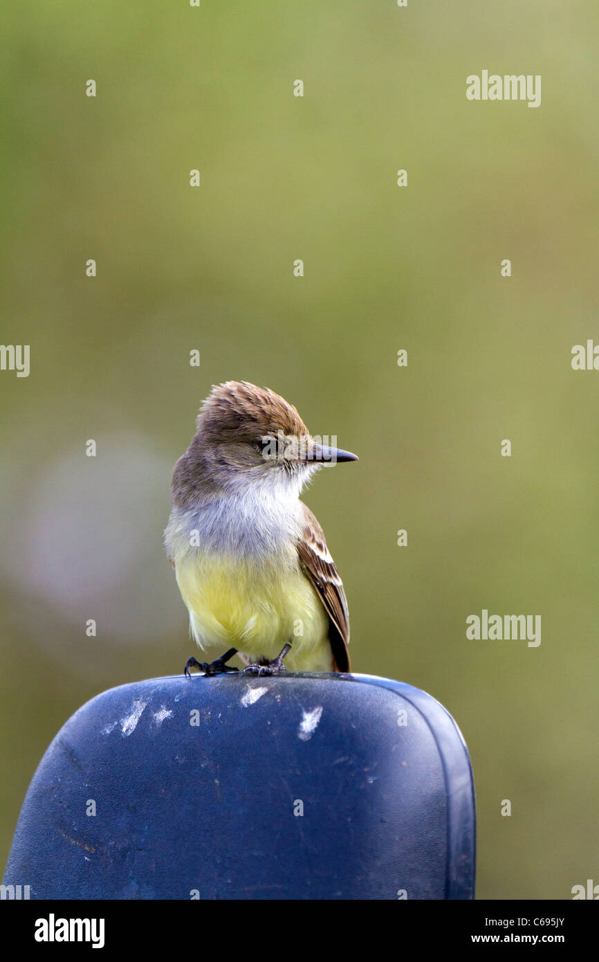Galapagos Flycatcher perched on car window, Floreana Island, Galapagos ...