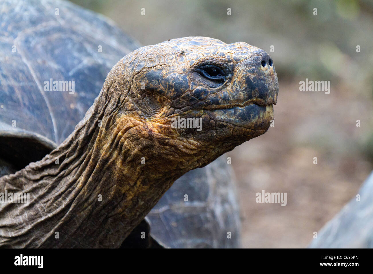 Floreana tortoise hi-res stock photography and images - Alamy