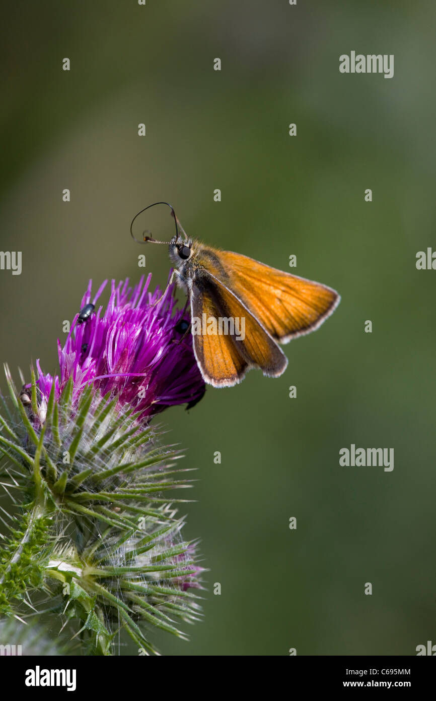 Large Skipper moth (Ochlodes sylvanus) on thistle Stock Photo - Alamy