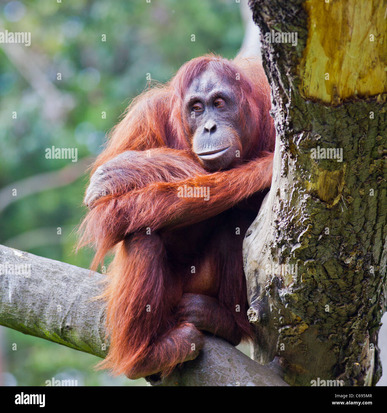 Female of Bornean Orangutan sitting on a branch at Dublin Zoo Stock ...