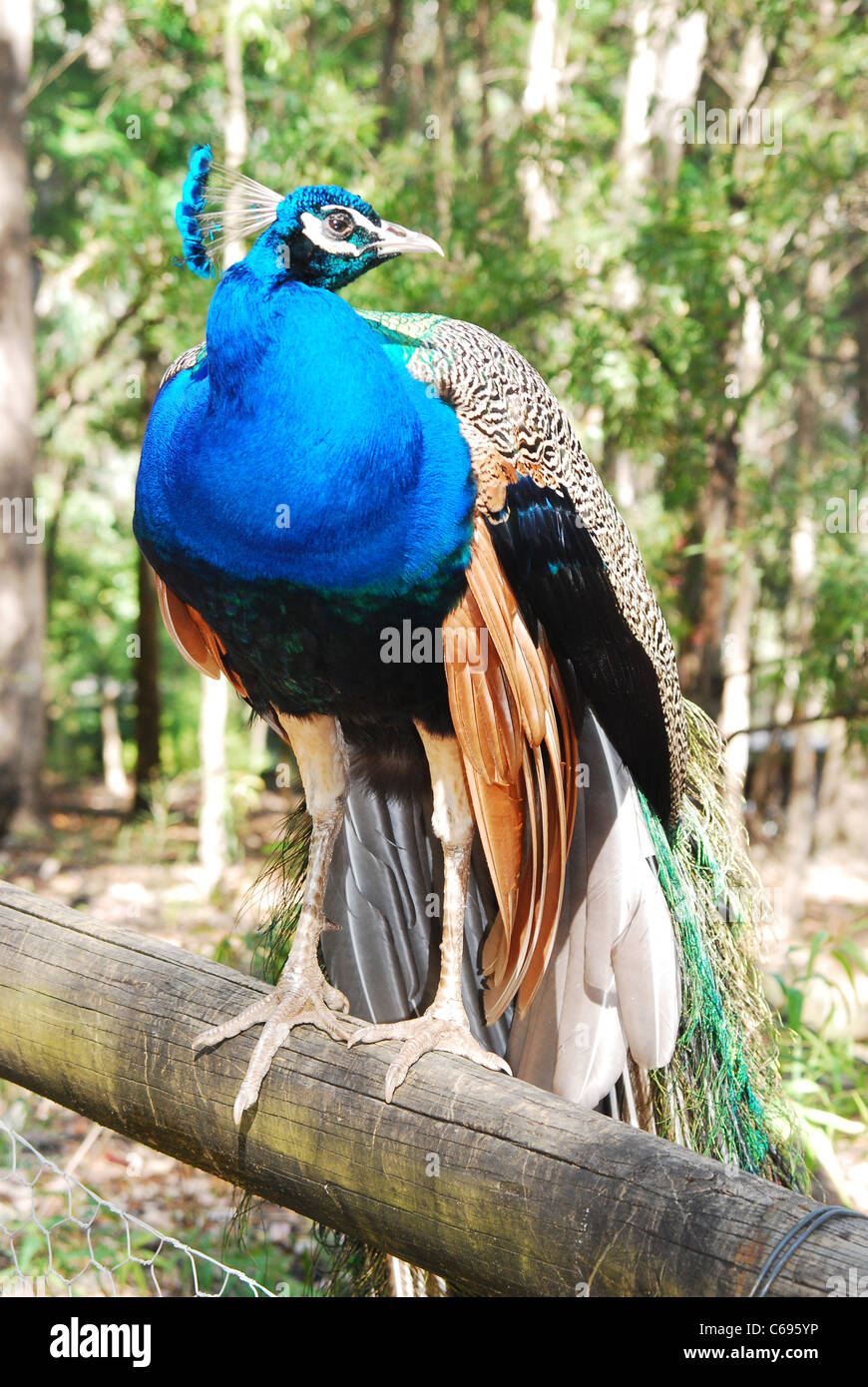 Male Indian Peafowl Pavo cristatus Stock Photo - Alamy