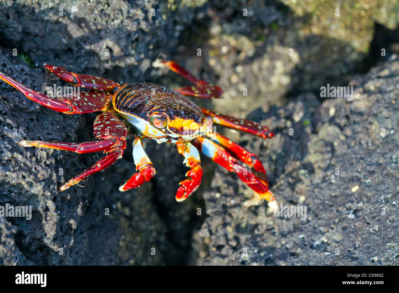 Sally Light foot crab on rocks at Floreana Island, Galapagos Stock ...