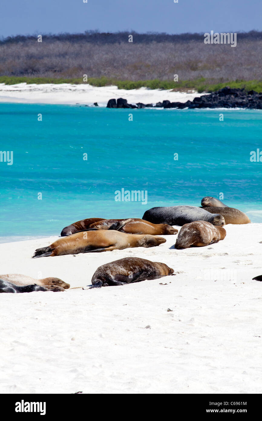 Galapagos Sea Lions on the beach at Gardner Bay, Espanola Island ...