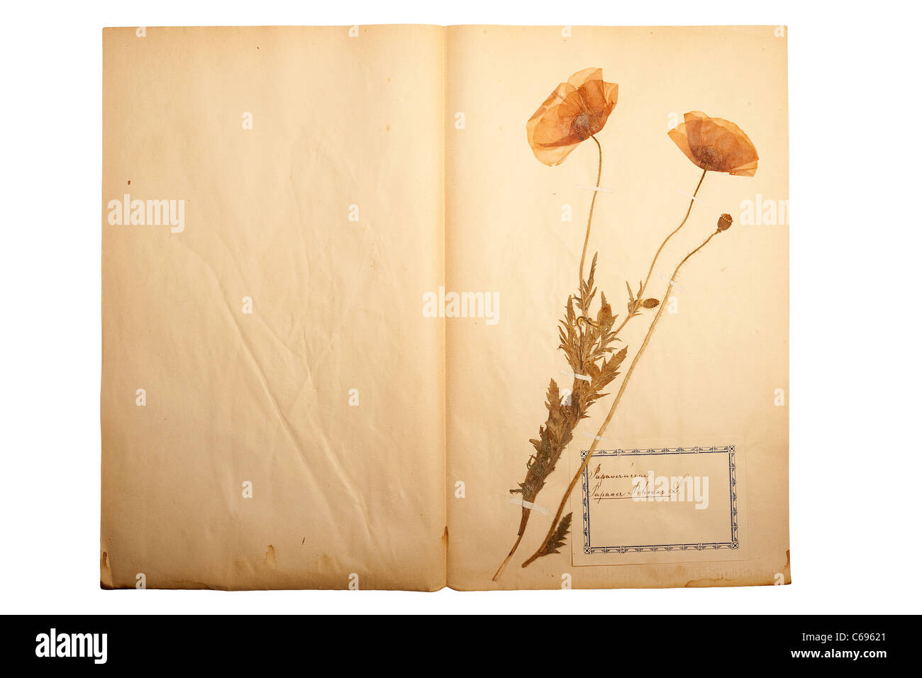 Yellow flower surface Cut Out Stock Images & Pictures - Alamy