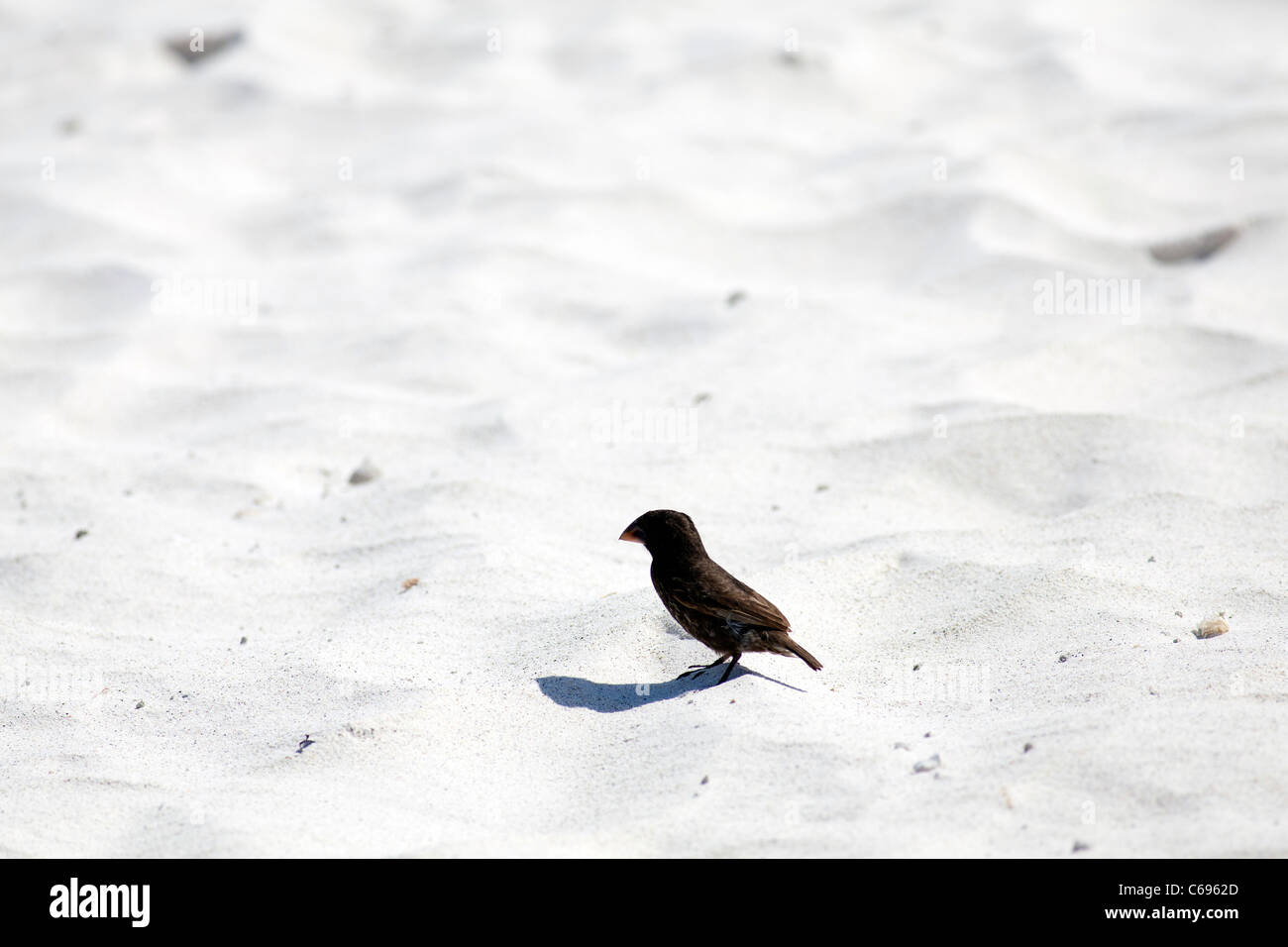 Finch island galapagos hi-res stock photography and images - Alamy