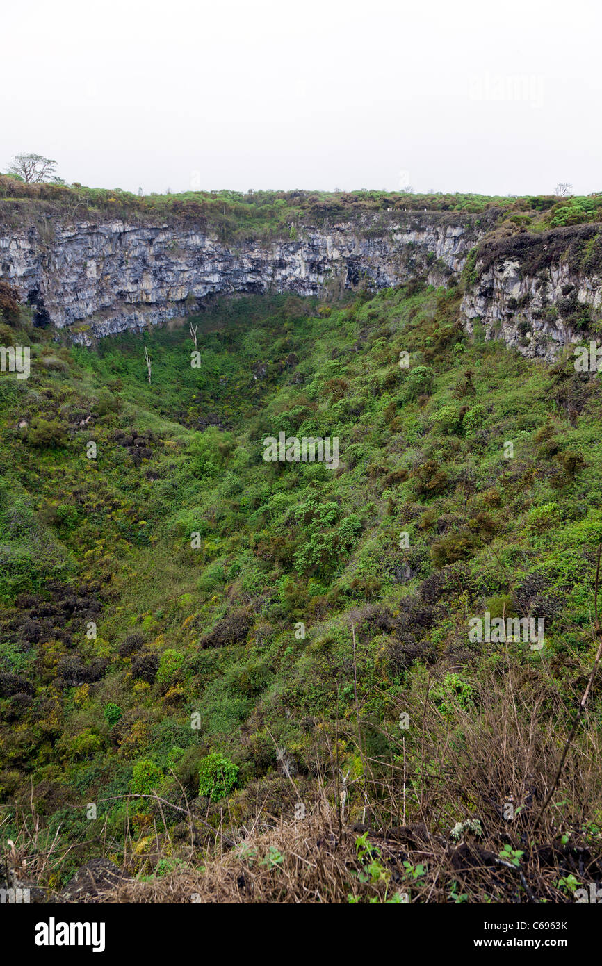 Ferns colonising the sunken crater of Los Gemelos at Santa Rosa ...