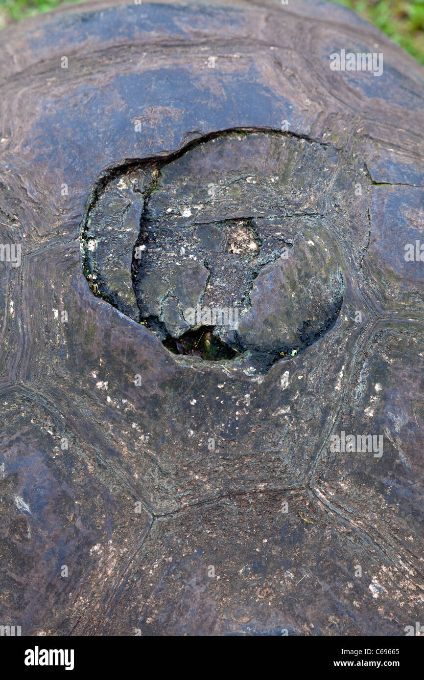 Crack shell hi-res stock photography and images - Alamy