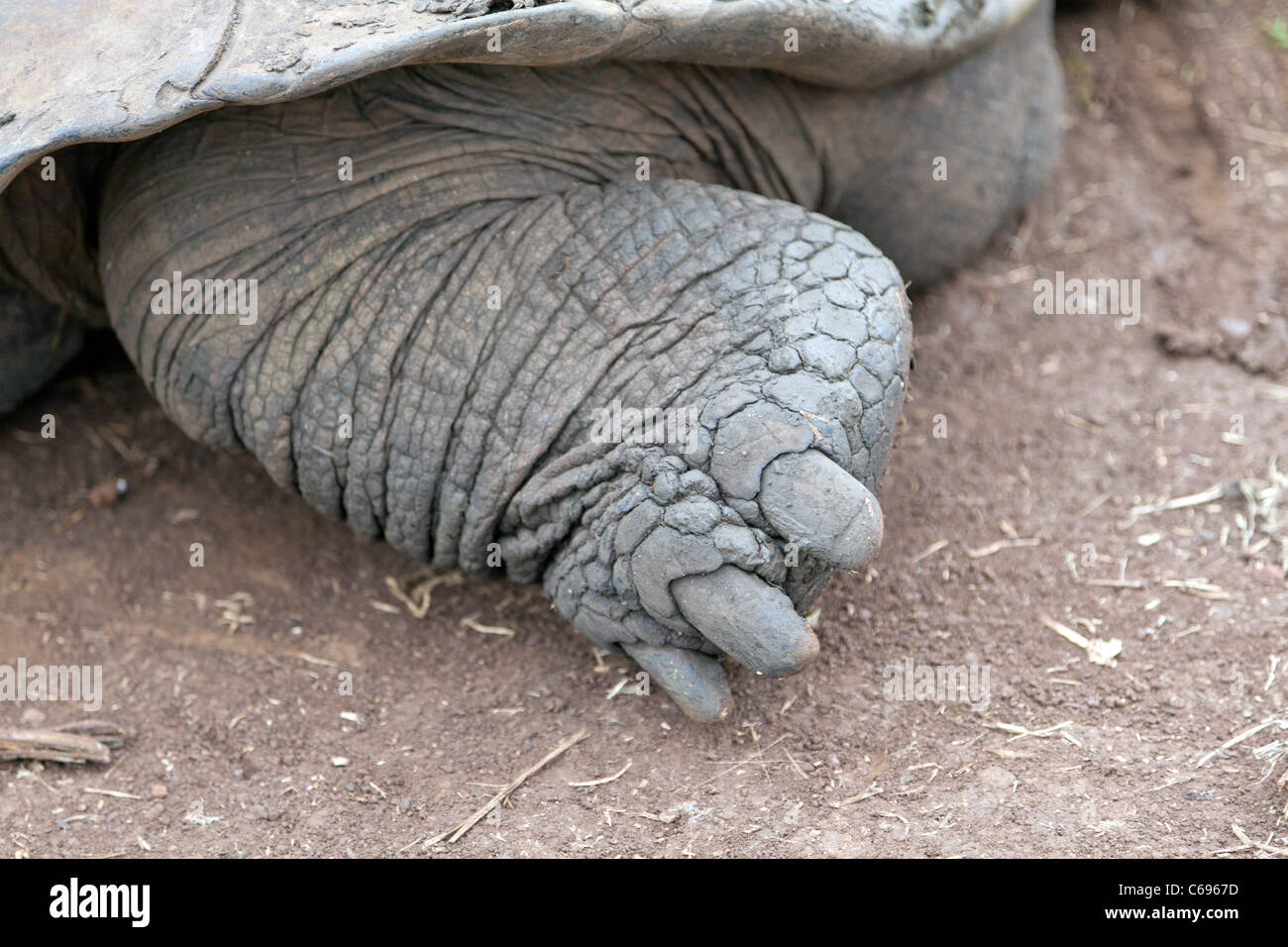 Closeup of the scaly feet and nails of a Galapagos Giant Tortoise at ...