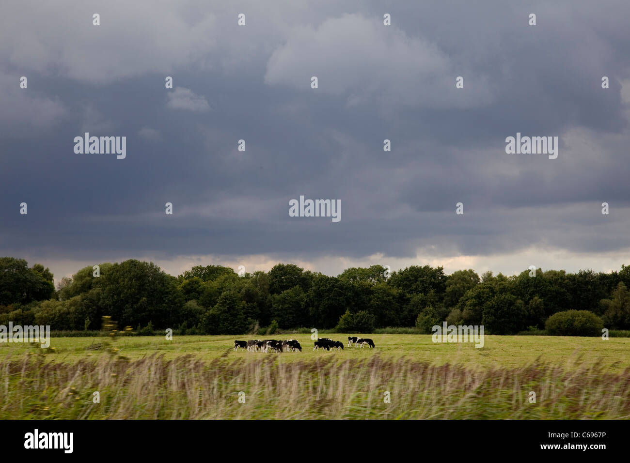 Grazing Marshes Stock Photos & Grazing Marshes Stock Images - Alamy