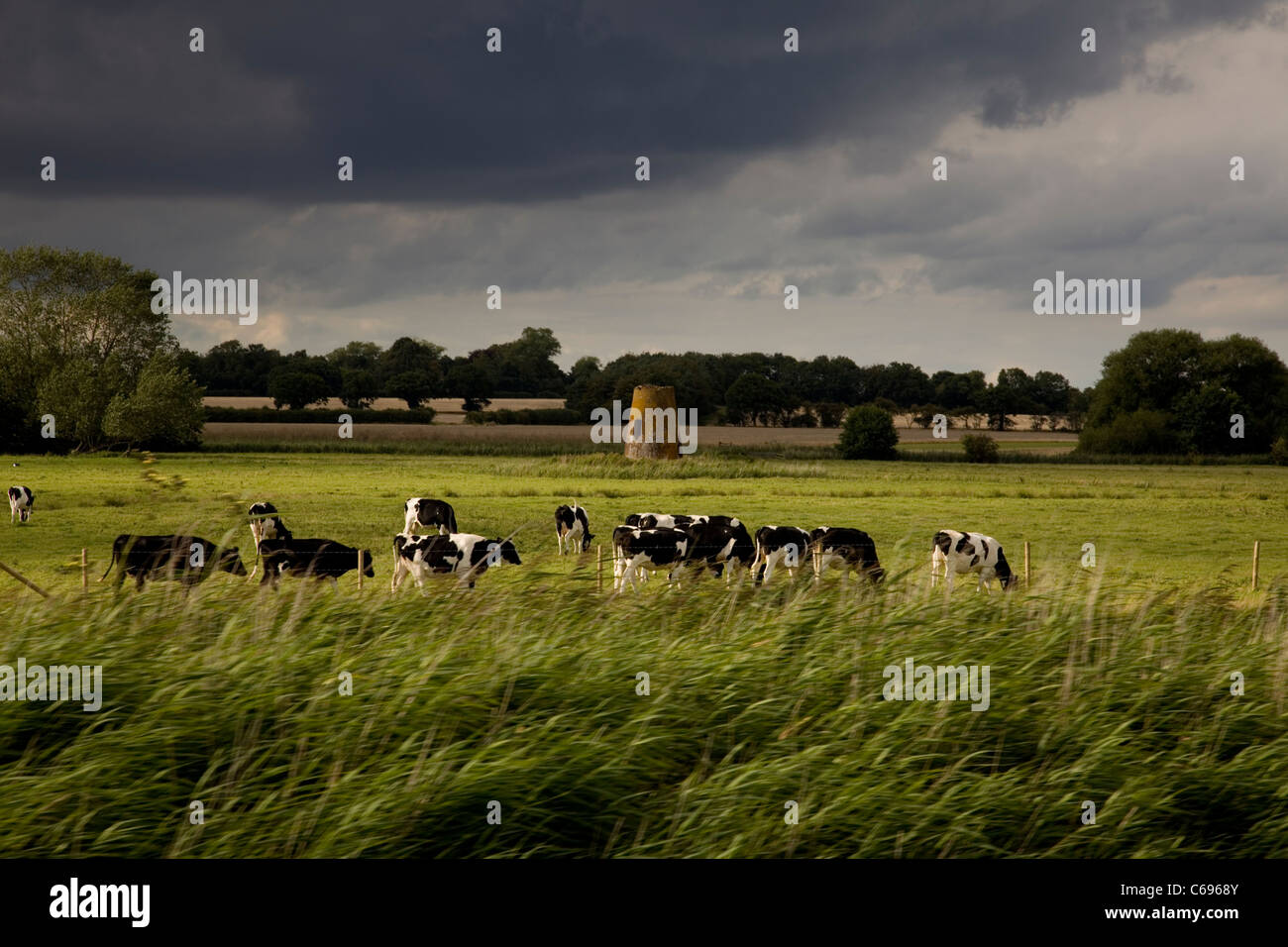 Norfolk Broads Landscape: Grazing marsh with coming storm and cattle ...