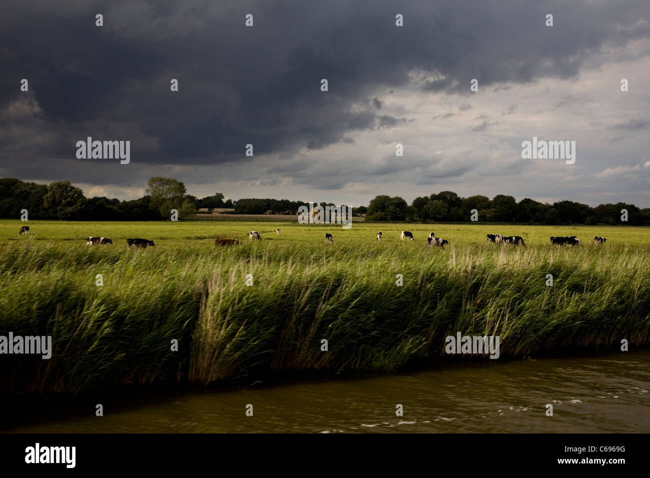 Grazing marsh hi-res stock photography and images - Alamy