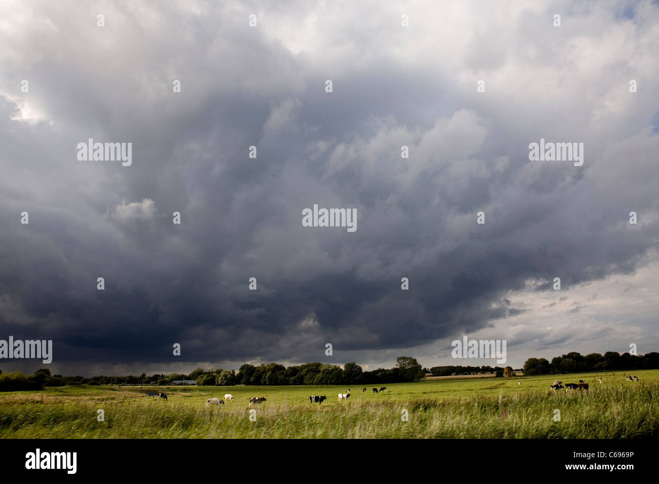 Norfolk Broads Landscape: Grazing marsh with coming storm and cattle ...