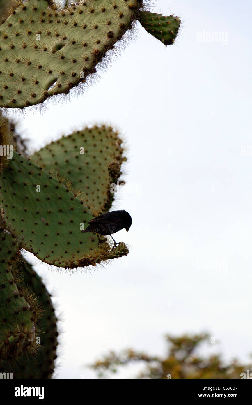 Male Cactus finch feeding on cactus, Galapagos Islands, Ecuador Stock ...