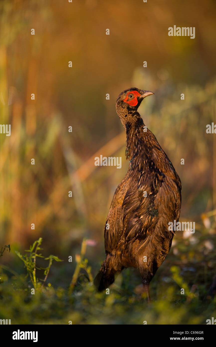 Pheasant land hi-res stock photography and images - Alamy