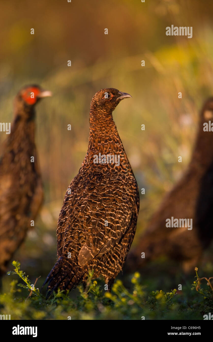 Pheasant uk wildlife hi-res stock photography and images - Alamy