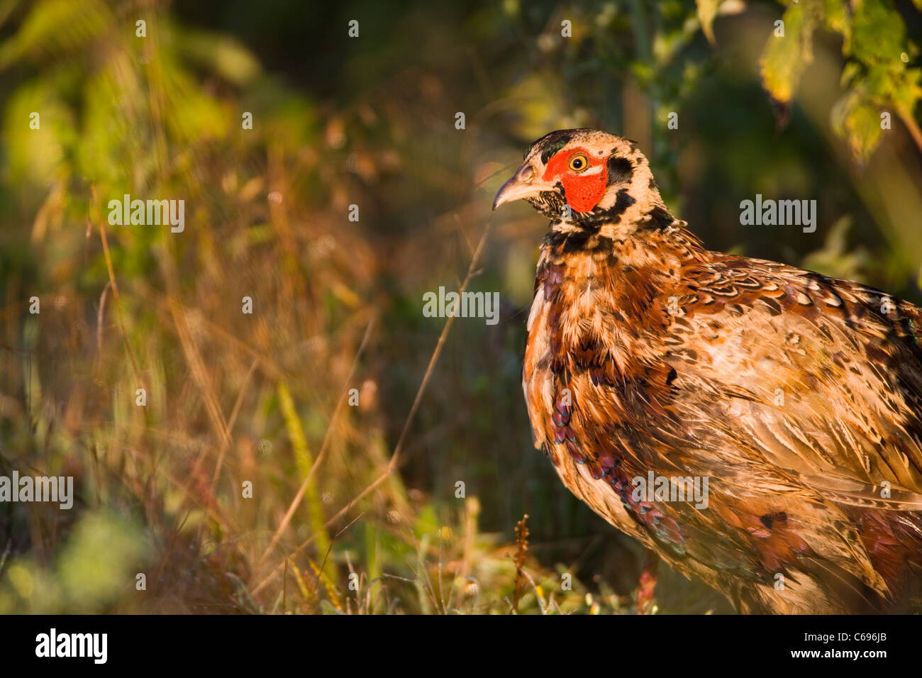 Uk Game Bird Stock Photos & Uk Game Bird Stock Images - Alamy