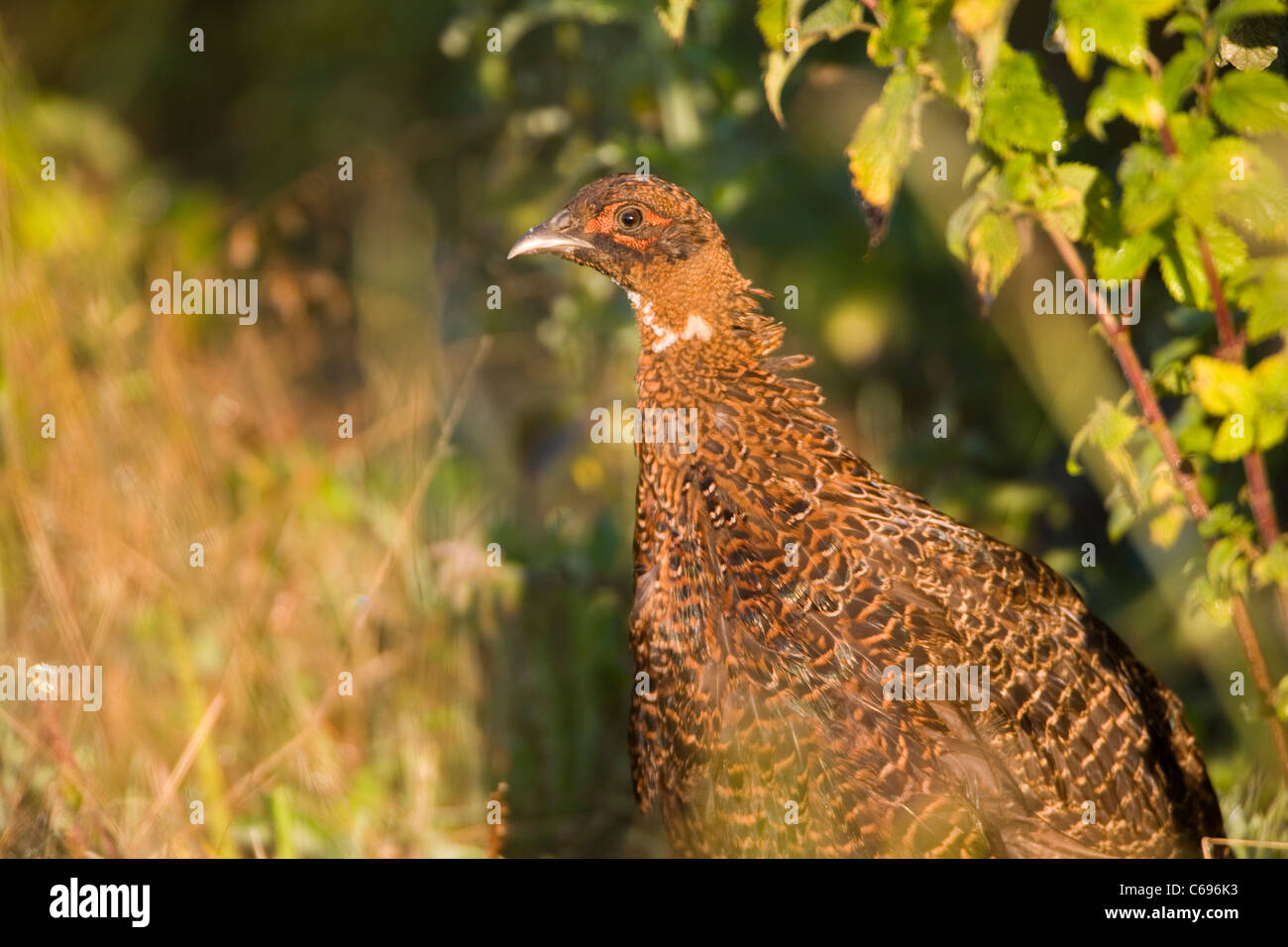 Pheasant uk wildlife hi-res stock photography and images - Alamy