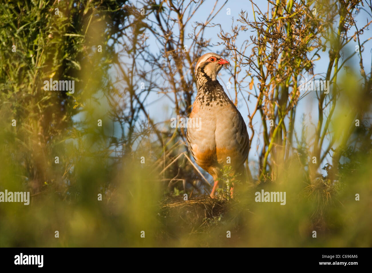 Don partridge hi-res stock photography and images - Alamy